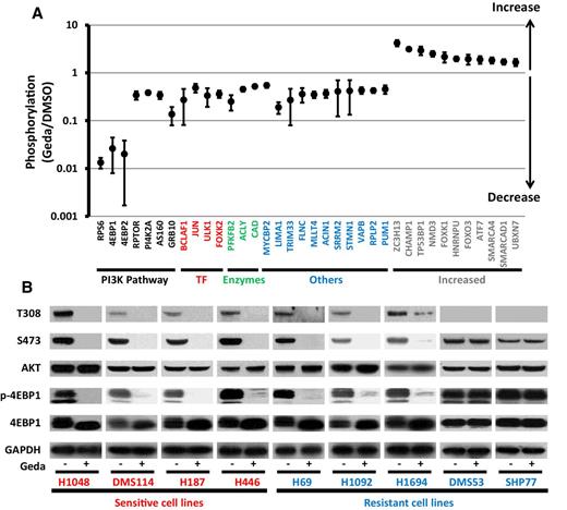 Metabolic Determinants of Sensitivity to Phosphatidylinositol 3-Kinase ...