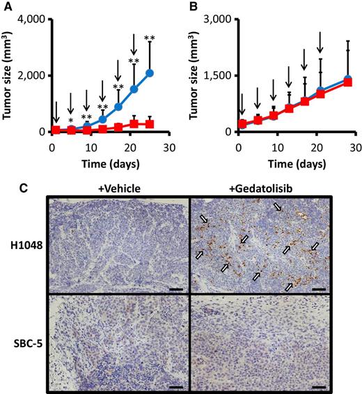 Metabolic Determinants of Sensitivity to Phosphatidylinositol 3-Kinase ...