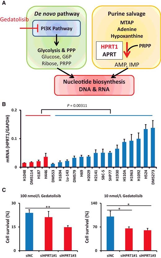 Metabolic Determinants of Sensitivity to Phosphatidylinositol 3-Kinase ...