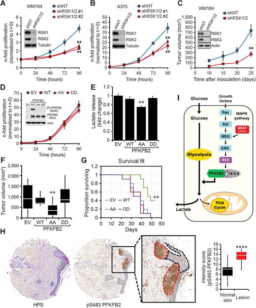 RSK Regulates PFK-2 Activity to Promote Metabolic Rewiring in Melanoma ...
