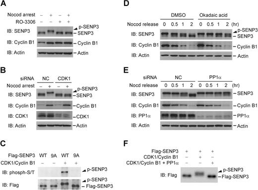 Mitotic Phosphorylation of SENP3 Regulates DeSUMOylation of Chromosome ...
