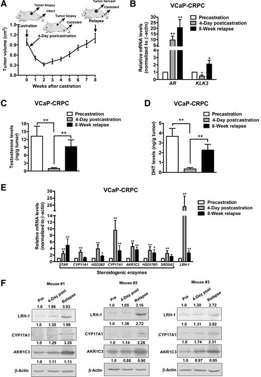 Nuclear Receptor LRH-1 Functions to Promote Castration-Resistant Growth ...