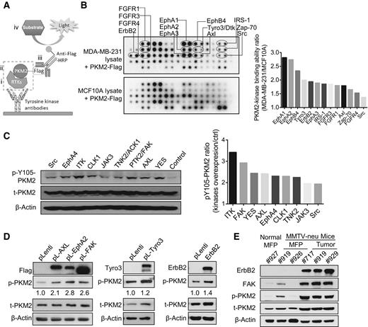 Oncogenic Kinase–Induced PKM2 Tyrosine 105 Phosphorylation Converts ...