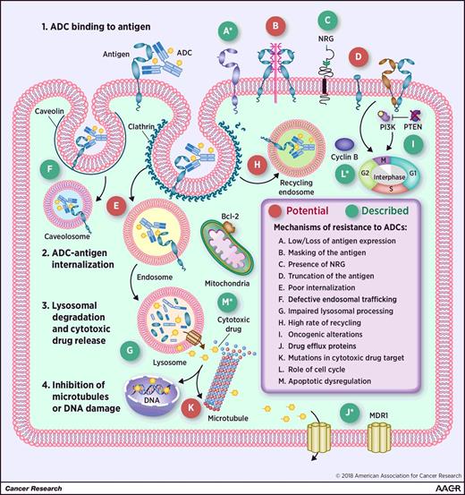 Resistance to Antibody–Drug Conjugates | Cancer Research | American ...