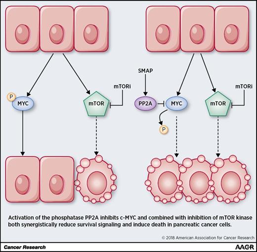 Activation of PP2A and Inhibition of mTOR Synergistically Reduce MYC ...