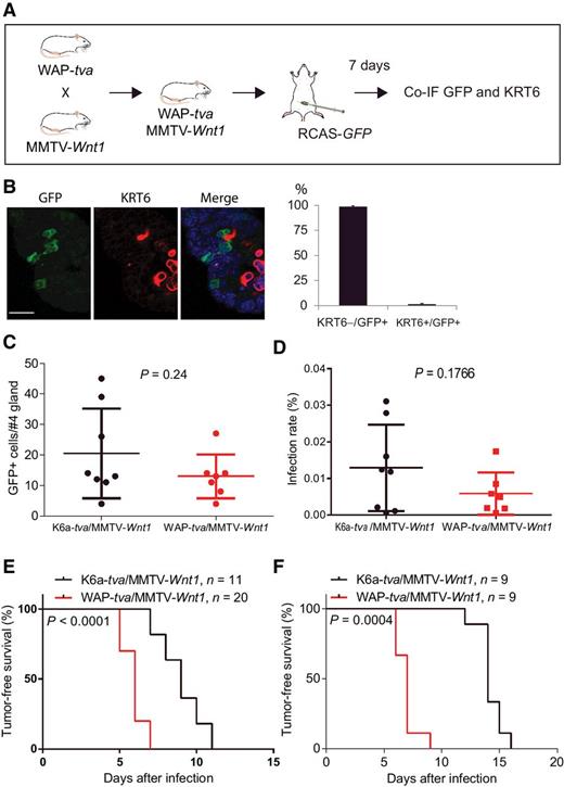 Mammary Precancerous Stem and Non-Stem Cells Evolve into Cancers of ...