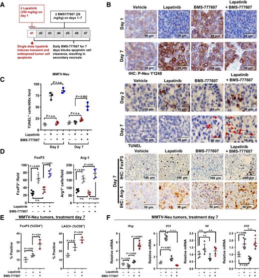 Treatment-Induced Tumor Cell Apoptosis and Secondary Necrosis Drive ...