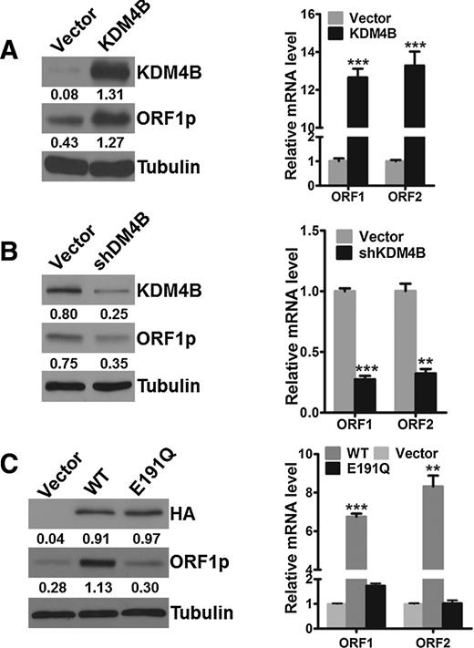 Histone Demethylase KDM4B Promotes DNA Damage by Activating Long ...