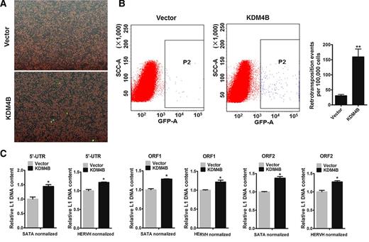 Histone Demethylase KDM4B Promotes DNA Damage by Activating Long ...