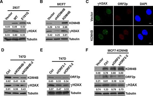 Histone Demethylase KDM4B Promotes DNA Damage by Activating Long ...