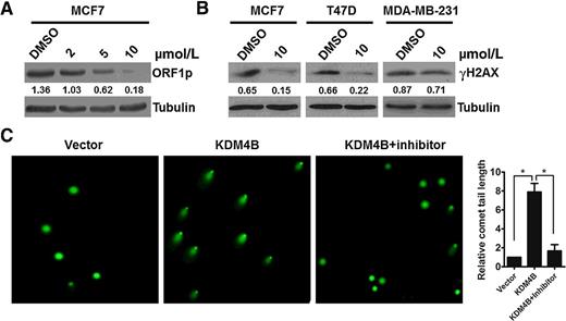 Histone Demethylase KDM4B Promotes DNA Damage by Activating Long ...
