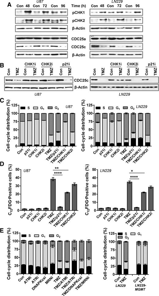 Temozolomide Induces Senescence and Repression of DNA Repair Pathways ...