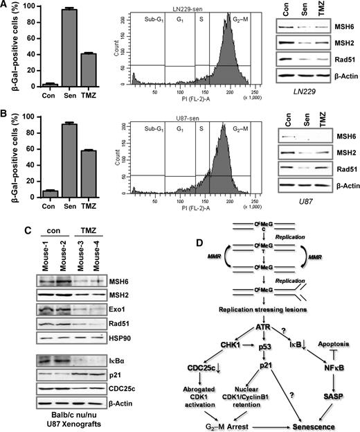 Temozolomide Induces Senescence and Repression of DNA Repair Pathways ...