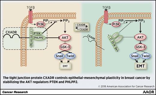 CXADR-Mediated Formation of an AKT Inhibitory Signalosome at Tight ...