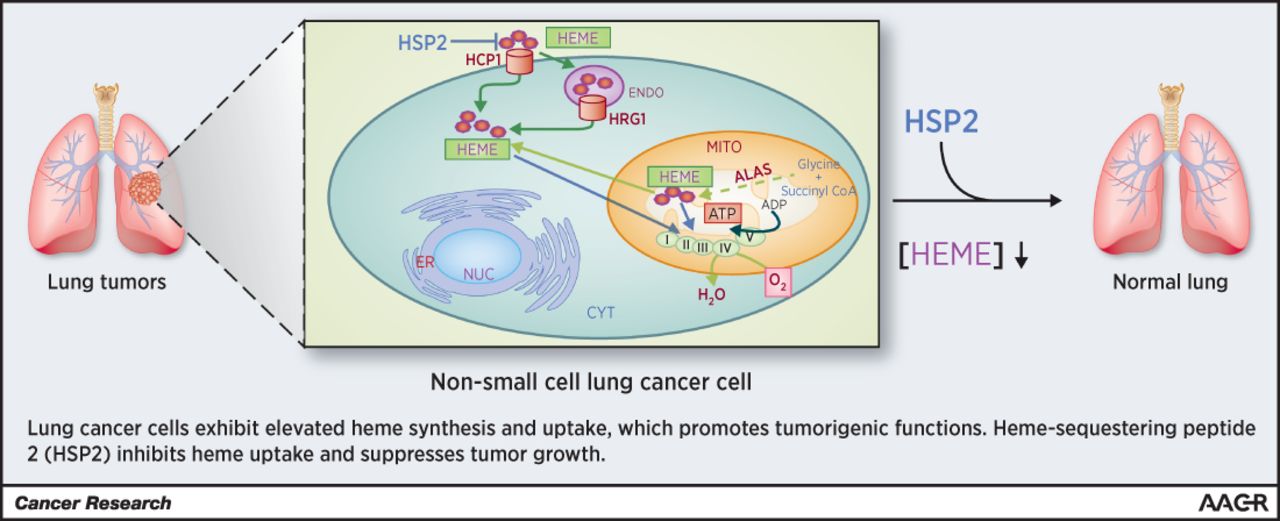 Elevated Heme Synthesis and Uptake Underpin Intensified Oxidative ...