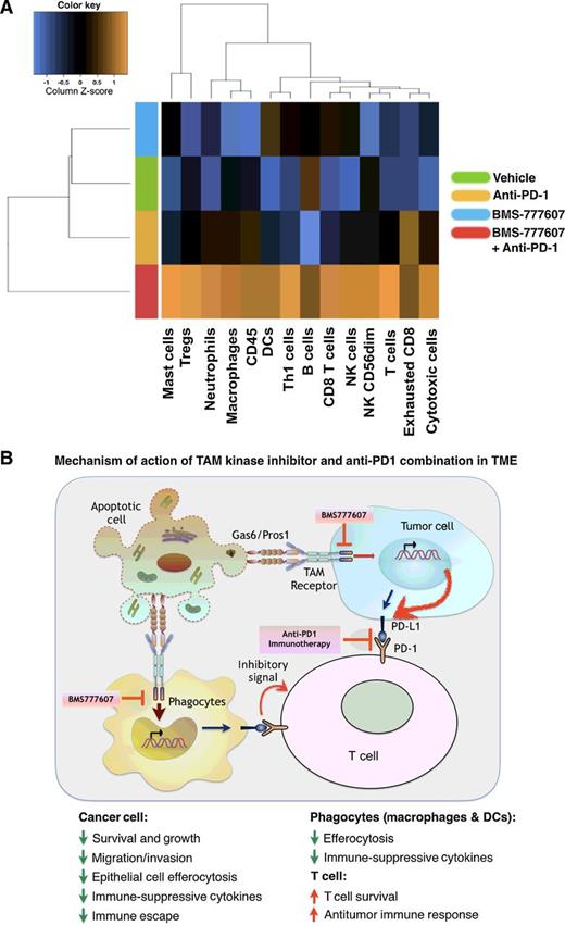 Pan-TAM Tyrosine Kinase Inhibitor BMS-777607 Enhances Anti–PD-1 mAb ...