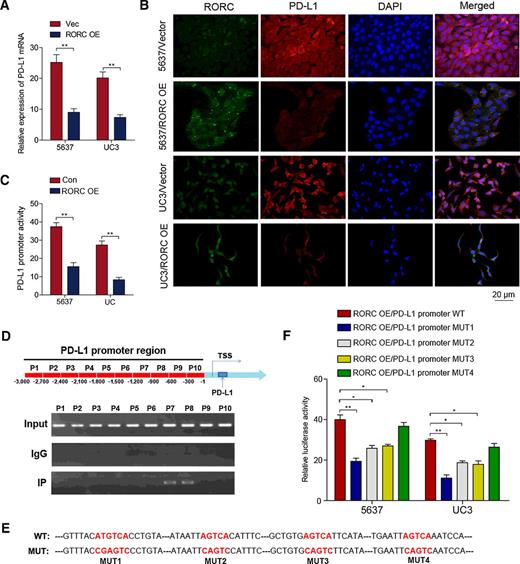 Retinoic Acid–Related Orphan Receptor C Regulates Proliferation ...