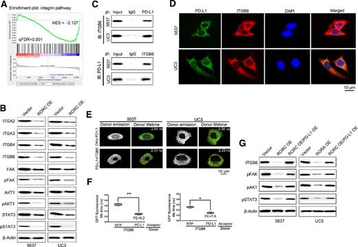 Retinoic Acid–Related Orphan Receptor C Regulates Proliferation ...