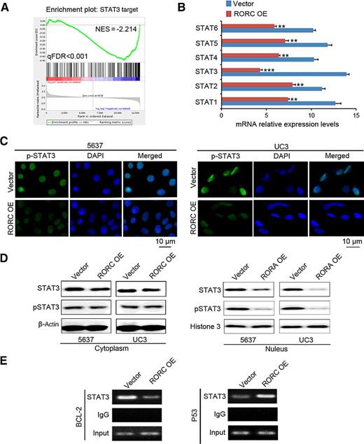 Retinoic Acid–Related Orphan Receptor C Regulates Proliferation ...