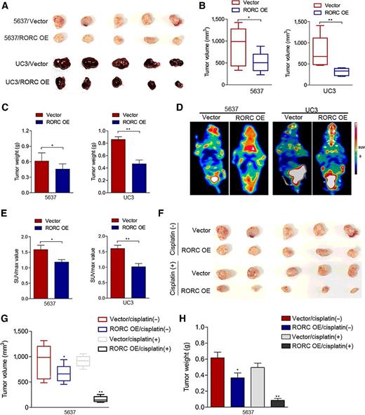 Retinoic Acid–Related Orphan Receptor C Regulates Proliferation ...