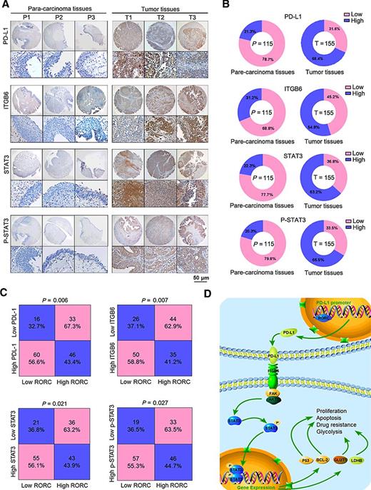 Retinoic Acid–Related Orphan Receptor C Regulates Proliferation ...