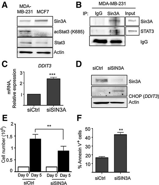 The Transcriptional Regulator Sin3A Contributes to the Oncogenic ...