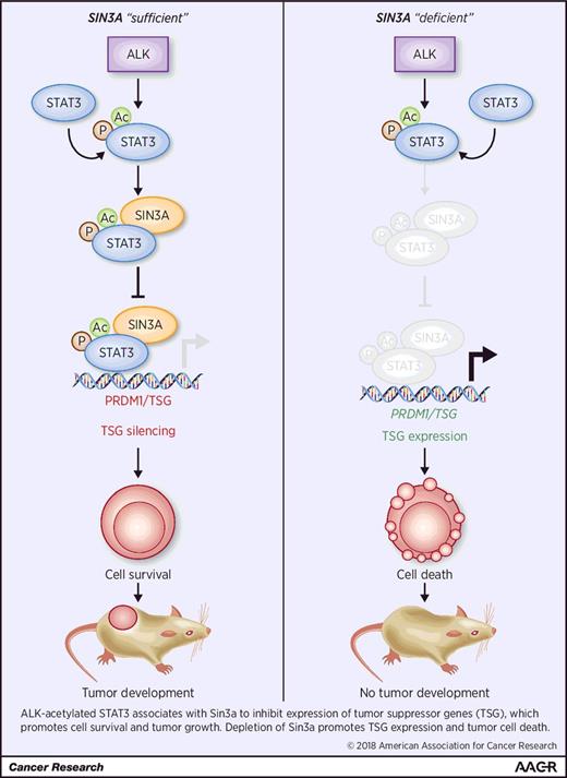 The Transcriptional Regulator Sin3A Contributes to the Oncogenic ...