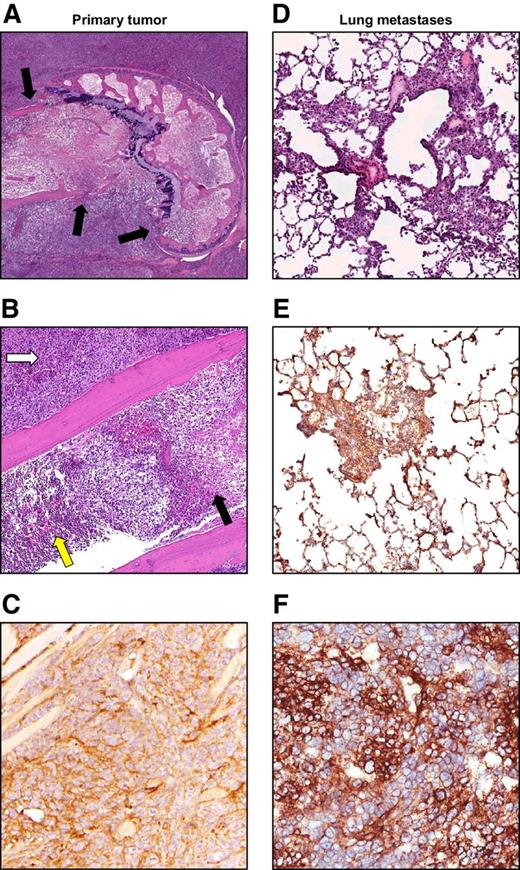Positron Emission Tomography Detects In Vivo Expression of ...