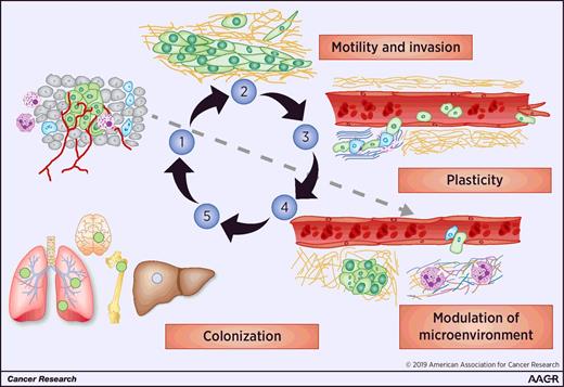Defining the Hallmarks of Metastasis | Cancer Research | American ...