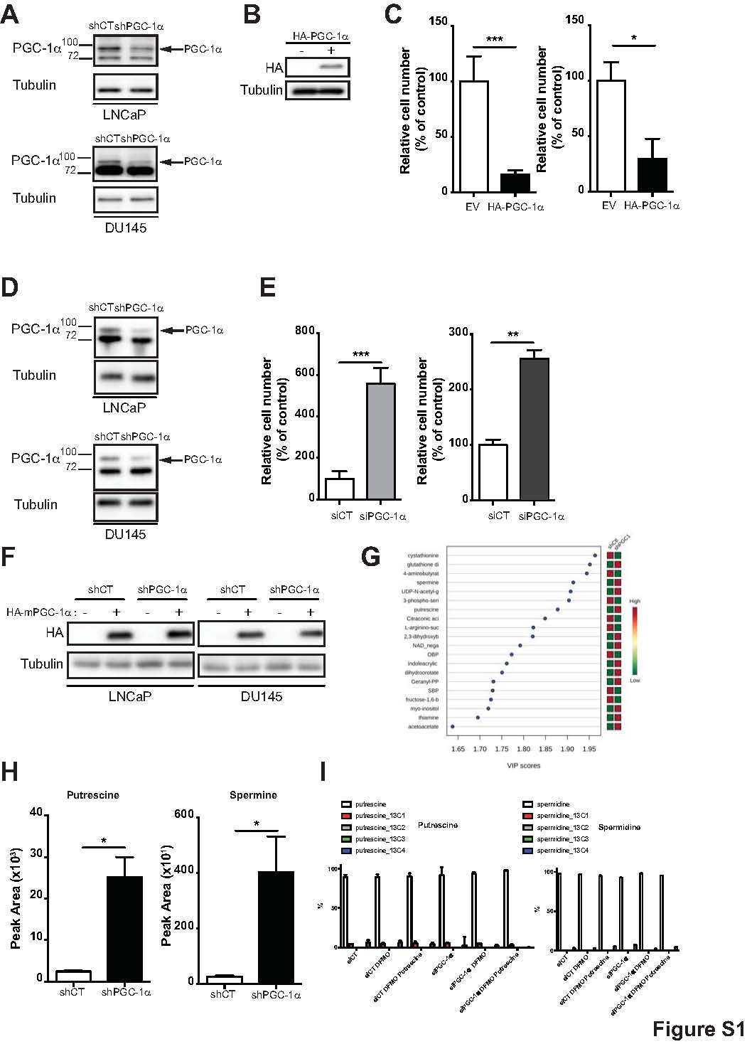 PGC1α Inhibits Polyamine Synthesis to Suppress Prostate Cancer ...