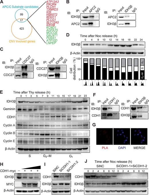 APC/C-CDH1–Regulated IDH3β Coordinates with the Cell Cycle to Promote ...