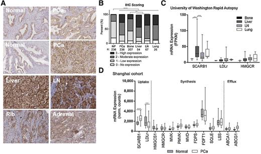 Upregulation of Scavenger Receptor B1 Is Required for Steroidogenic and ...