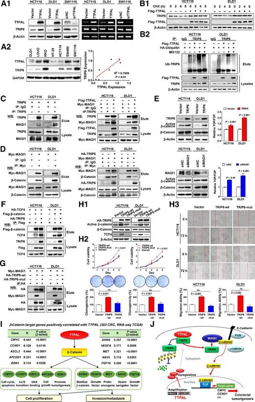 TTPAL Promotes Colorectal Tumorigenesis by Stabilizing TRIP6 to ...