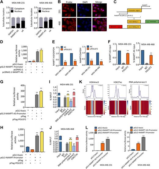 Epigenetic Regulation of NAMPT by NAMPT-ASDrives Metastatic Progression ...