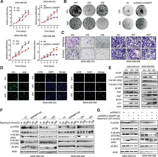 Epigenetic Regulation of NAMPT by NAMPT-ASDrives Metastatic Progression ...