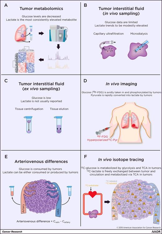 The Tumor Metabolic Microenvironment: Lessons from Lactate | Cancer ...