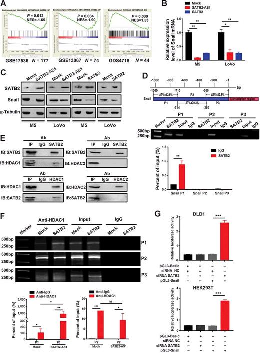 SATB2-AS1 Suppresses Colorectal Carcinoma Aggressiveness by Inhibiting ...