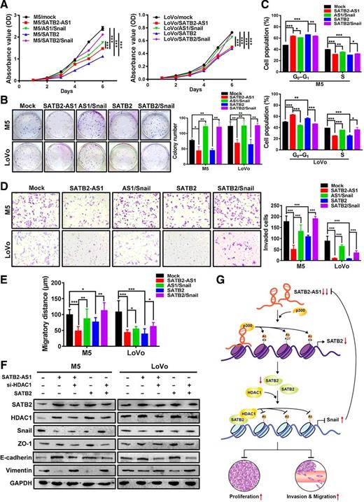 SATB2-AS1 Suppresses Colorectal Carcinoma Aggressiveness by Inhibiting ...