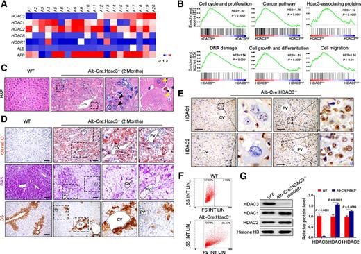 HDAC3 Deficiency Promotes Liver Cancer through a Defect in H3K9ac ...
