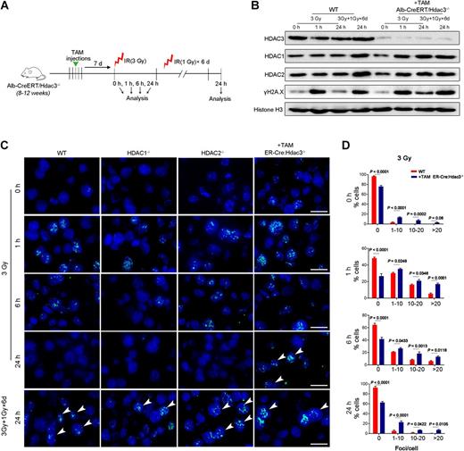 HDAC3 Deficiency Promotes Liver Cancer through a Defect in H3K9ac ...