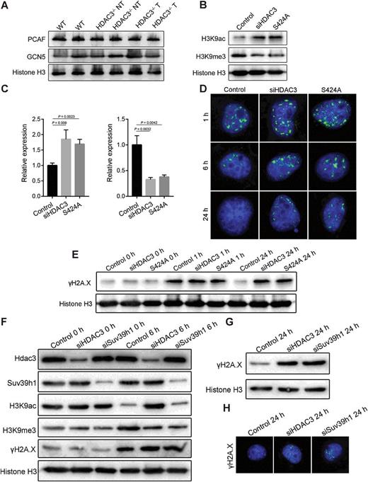 HDAC3 Deficiency Promotes Liver Cancer through a Defect in H3K9ac ...