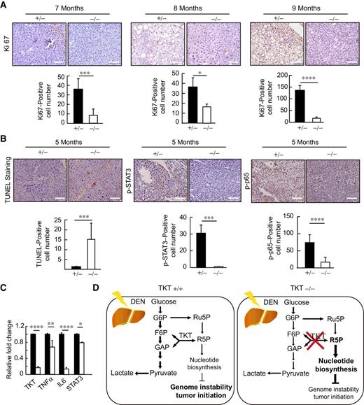 Transketolase Deficiency Protects the Liver from DNA Damage by ...