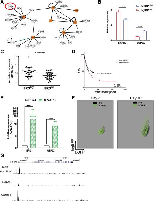 An ERG Enhancer–Based Reporter Identifies Leukemia Cells with Elevated ...