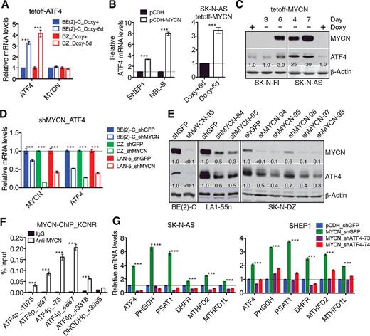 Metabolic Reprogramming by MYCN Confers Dependence on the Serine ...
