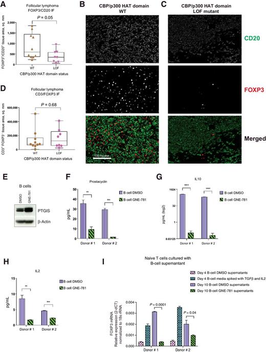 CBP/p300 Drives the Differentiation of Regulatory T Cells through ...