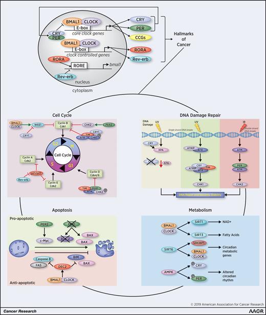 Cancer and the Circadian Clock | Cancer Research | American Association ...