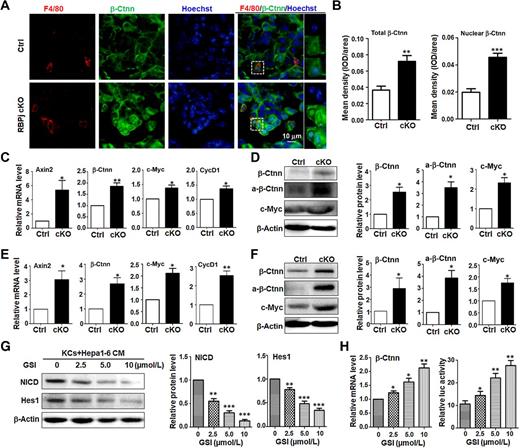 NOTCH Signaling via WNT Regulates the Proliferation of Alternative ...