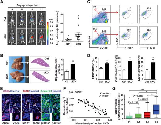 NOTCH Signaling via WNT Regulates the Proliferation of Alternative ...