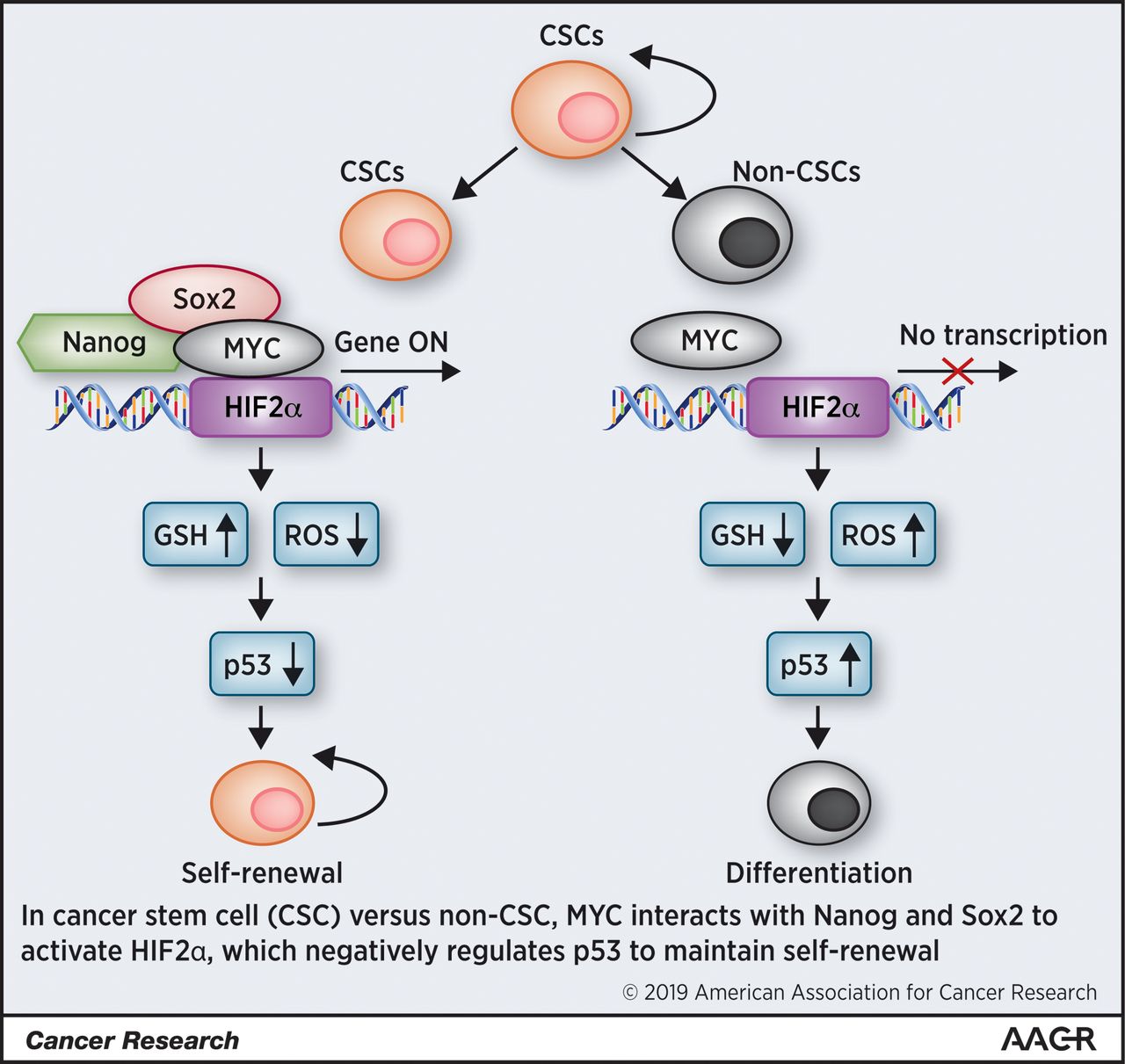MYC Regulates the HIF2α Stemness Pathway via Nanog and Sox2 to Maintain ...