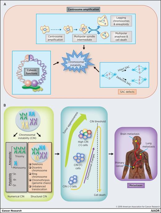 Chromosomal Instability in Tumor Initiation and Development | Cancer ...